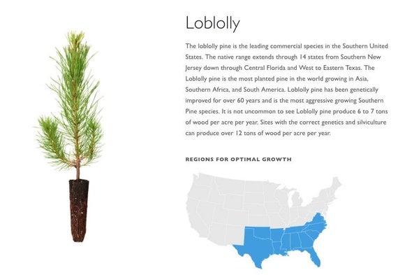 Loblolly Pine Seedling Identification Loblolly Pine Texas Hi Res Stock