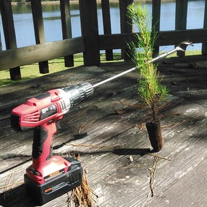 200 Loblolly Pine Tree Seedling Plugs - Etsy