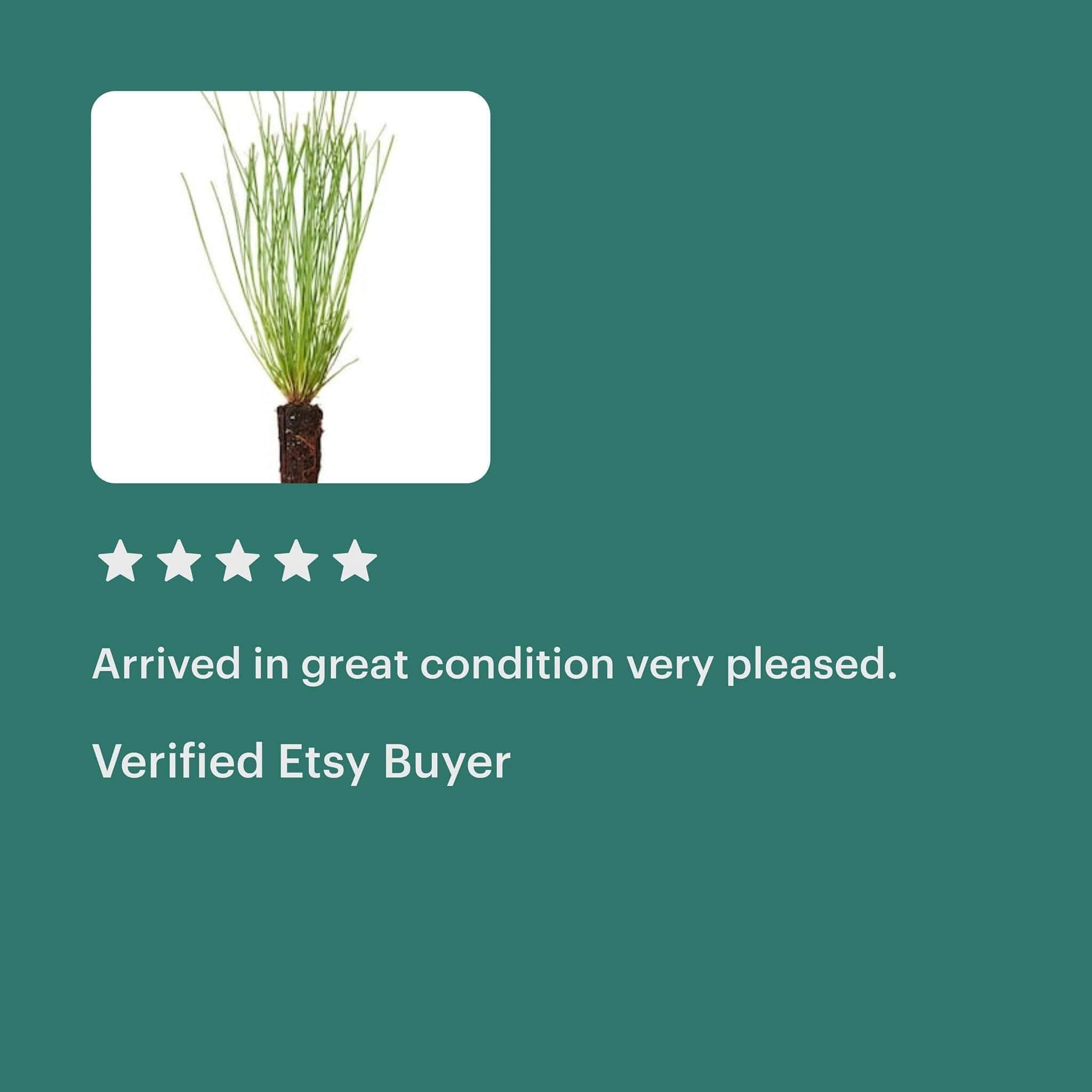 50 Longleaf Pine Seedling Plugs – Native Evergreen Trees - Etsy