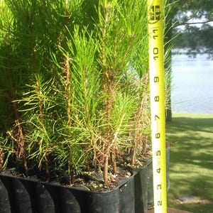 20 Loblolly Pine Tree Seedling Plugs - Etsy