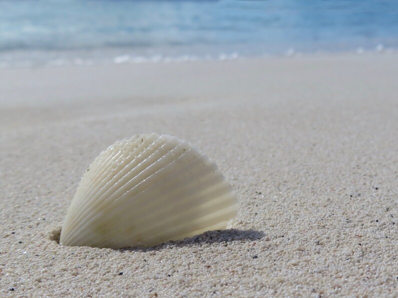 Seashell Shell Sun Sand Beach Surf Ocean Waves Sea Jamaica Photo ...