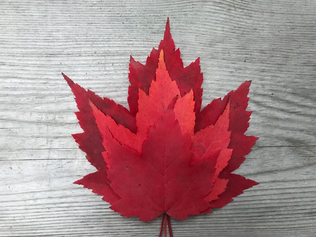 Maple Leaf Leaves Layers Canada Fall Autumn Rustic Barnboard Red Photo ...