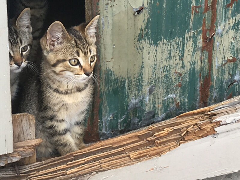 Cat Kitten Kitty Meow Barn Rustic Photo Photography Photograph Fine Art ...