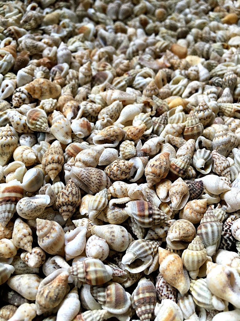 100 Natural Sea Shells 0.5'' Colorful Beach - Etsy