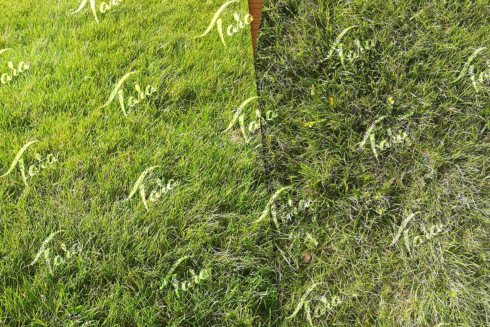 Digital Paper Pack GREEN Field,digital Grass Texture,green Grass ...