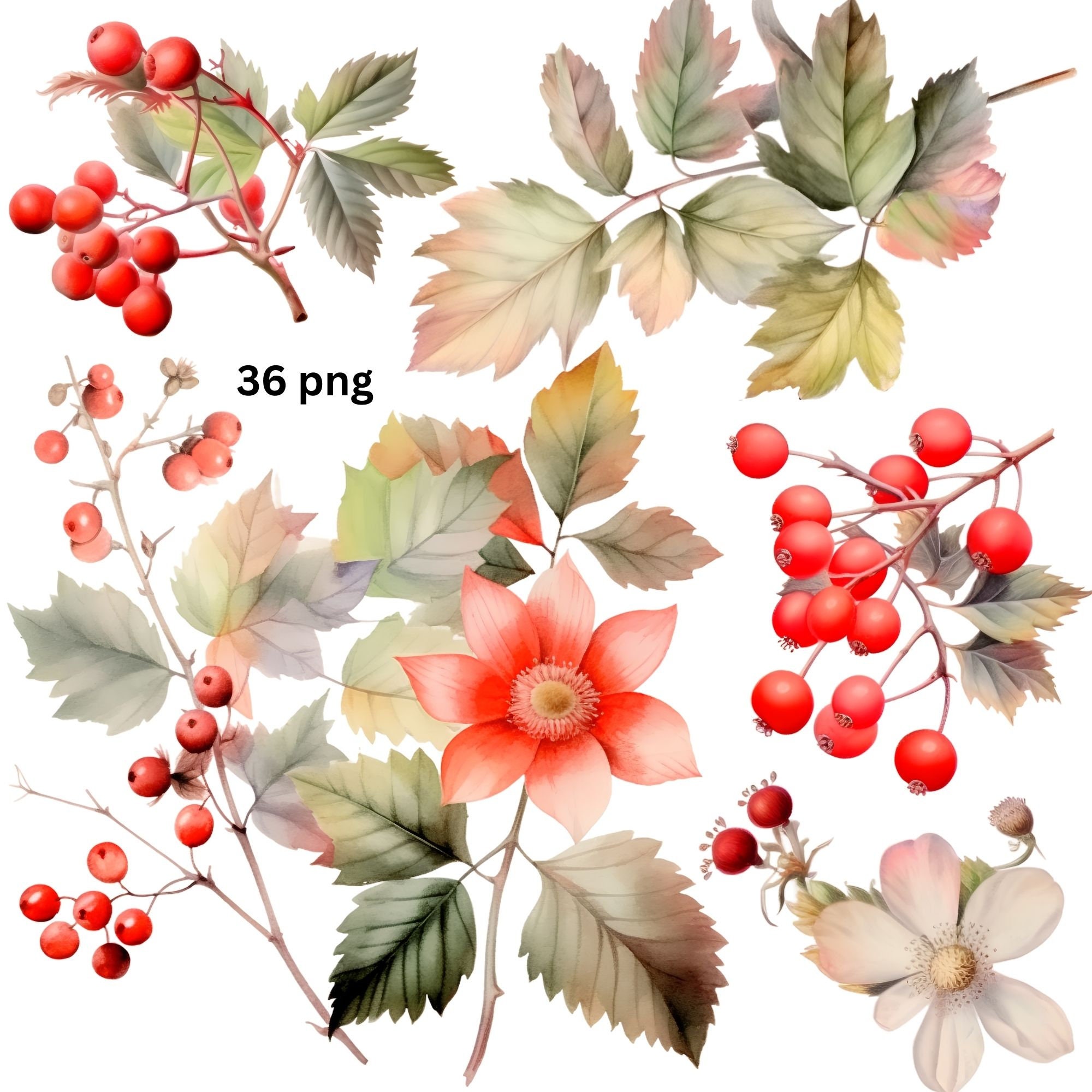 Digital Clipart WILD ROSE & BERRIES Watercolor Clipart Wild - Etsy