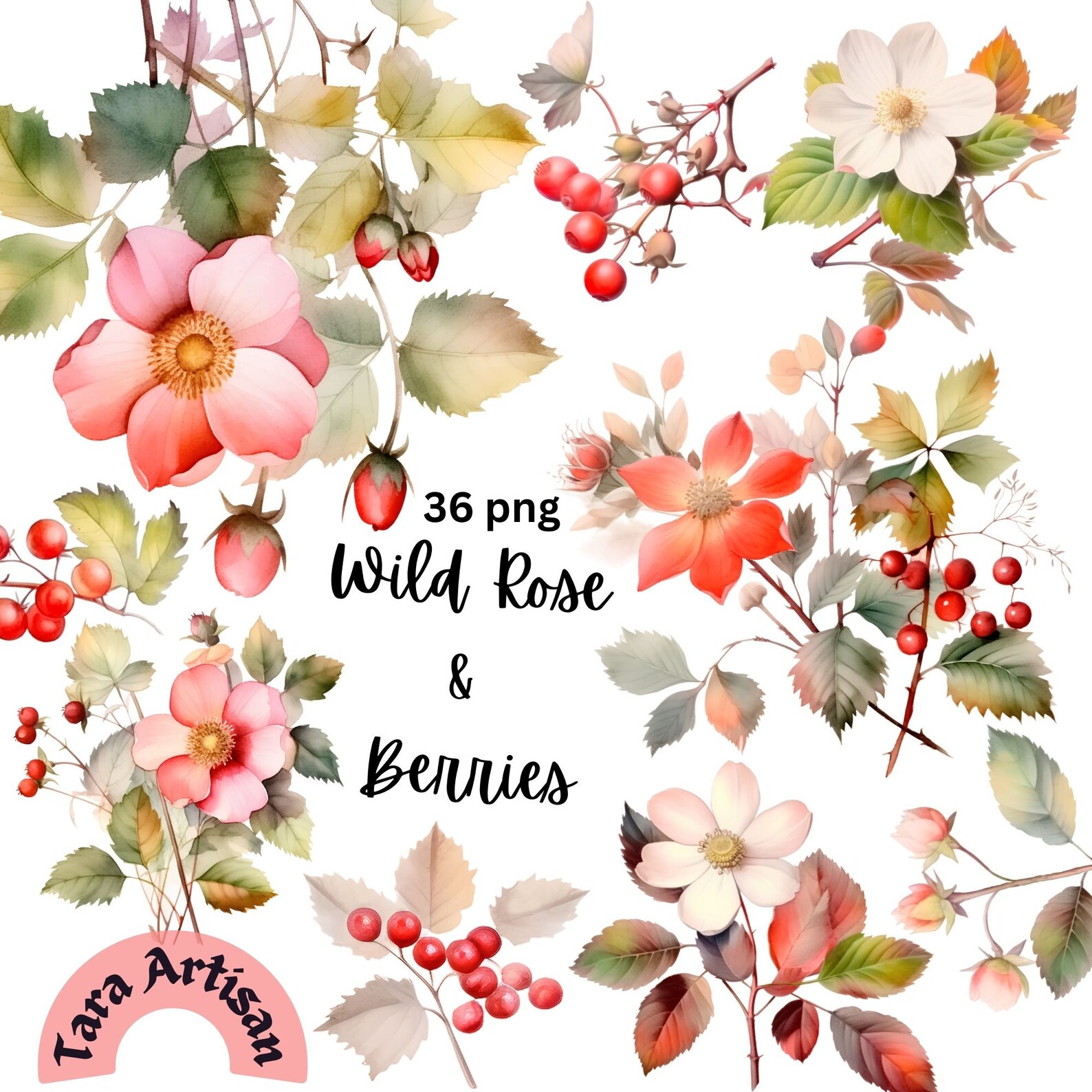 Digital Clipart WILD ROSE & BERRIES, Watercolor Clipart, Wild Rose ...