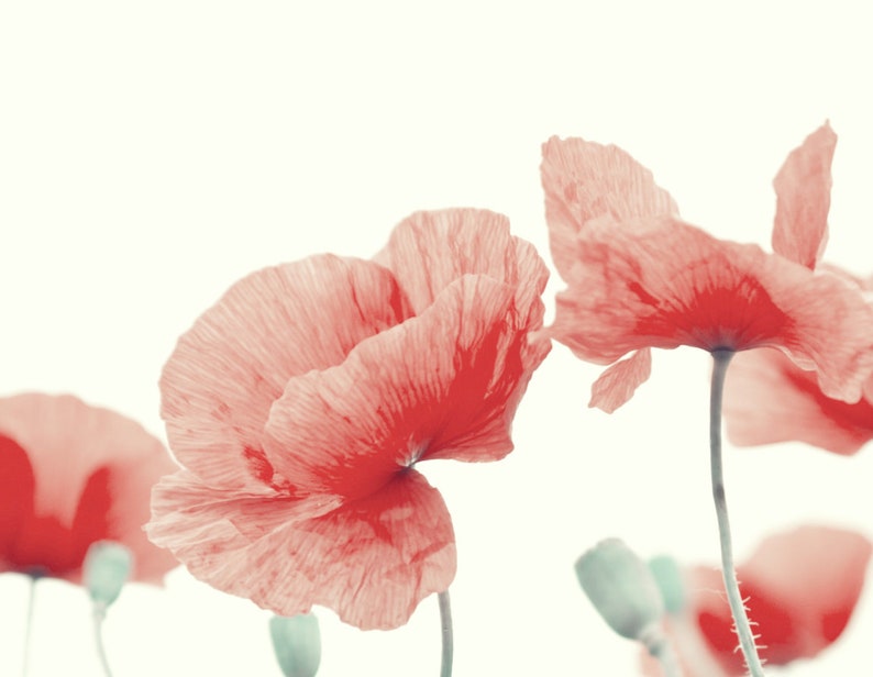 Poppy Flower Photography Digital Print Wall Art Instant - Etsy