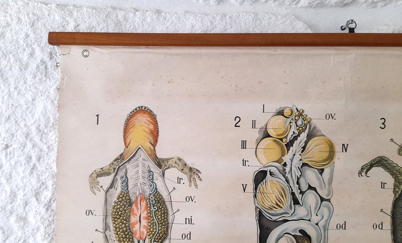 Rare Antique Original School Zoology Pull Down Chart Lizard - Etsy