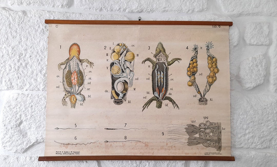 Rare Antique Original School Zoology Pull Down Chart - Lizard ...