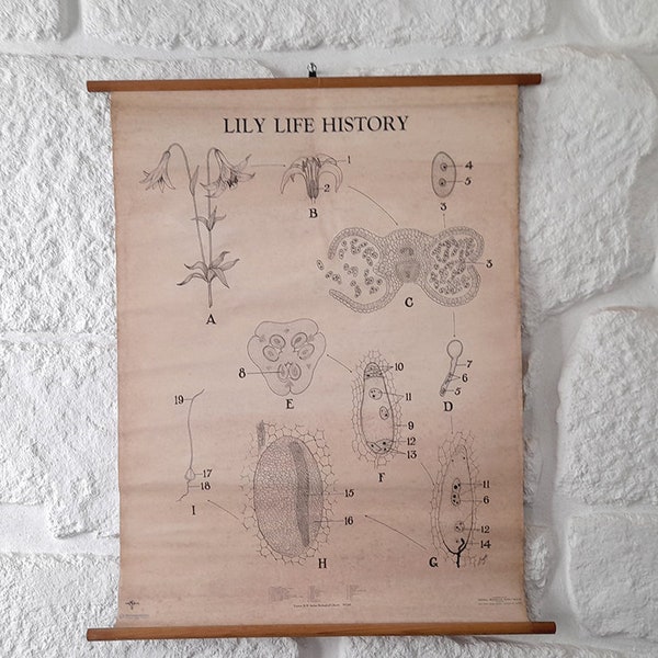 Black History Pull Down Chart - Etsy