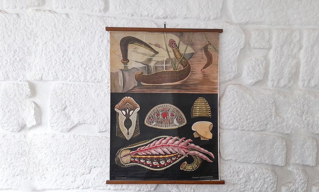 Antique School Scientific Wall Poster. Very Old in Paper Over Linen ...