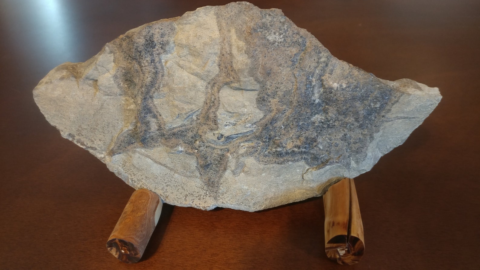 Fossil Shells With Calcite Veins - Etsy