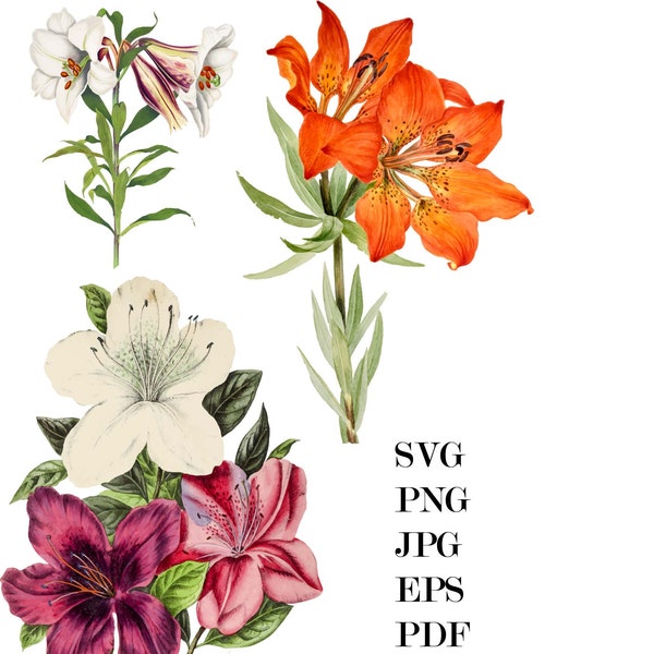 Lily Svg - Etsy