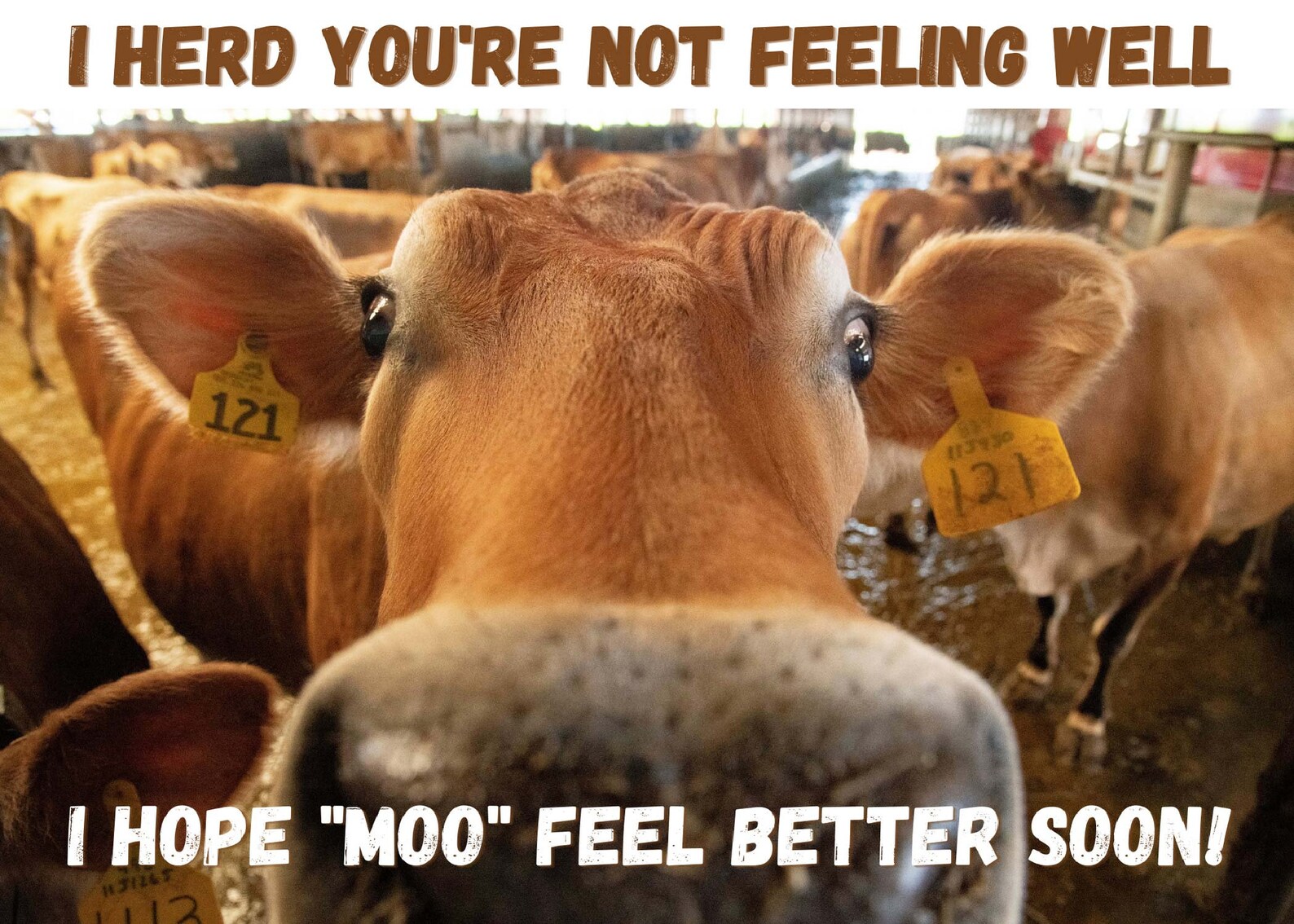 Animal Pun Printable Get Well Soon Card, Cow Funny Get Well Soon Card ...