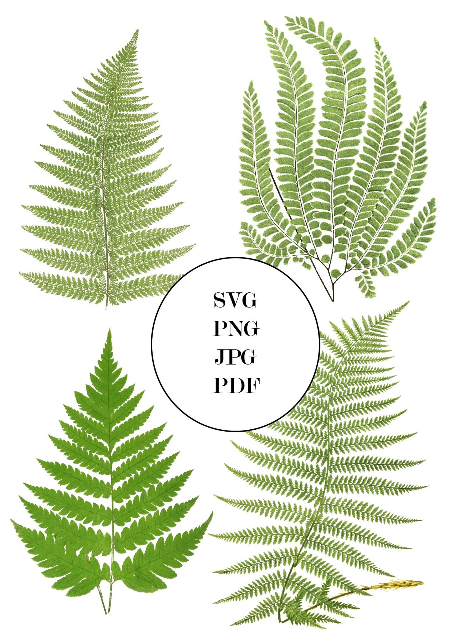 Fern Leaf Bundle Postcard SVG PNG Jpg Pdf Fern Digital - Etsy