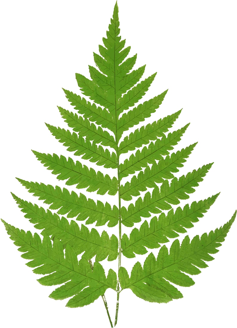 FarnBlatt Bundle Postkarte SVG PNG jpg pdf Farn Digital Vector ...