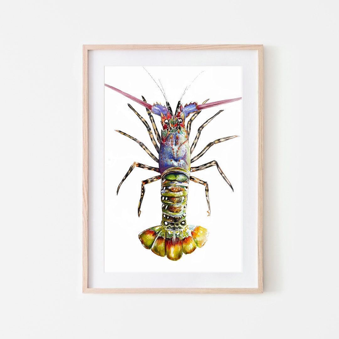 Crayfish Art Print, Australian Wildlife Illustration, Coastal Wall ...