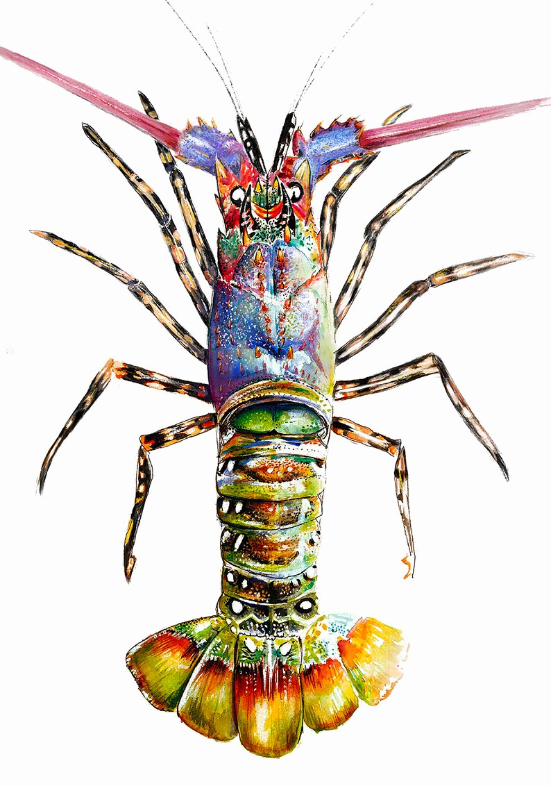 Crayfish Art Print, Australian Wildlife Illustration, Coastal Wall ...