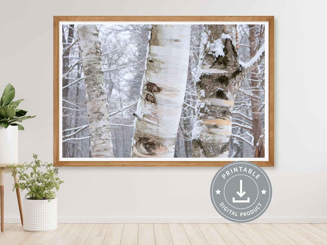 Birch Poster in a Snowy Winter Landscape in a Scandinavian Look ...