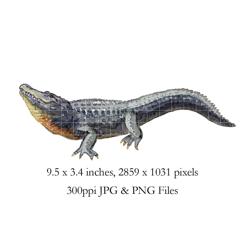 WATERCOLOR Realistic Alligator Clip Art Gator Bellowing - Etsy