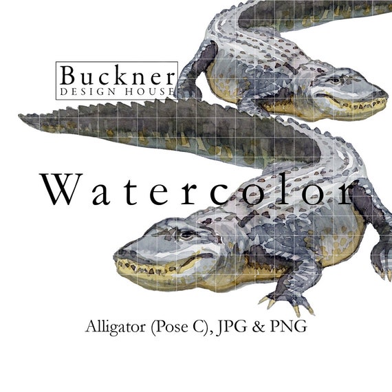 WATERCOLOR Realistic Alligator Clip Art Gator Drain the | Etsy