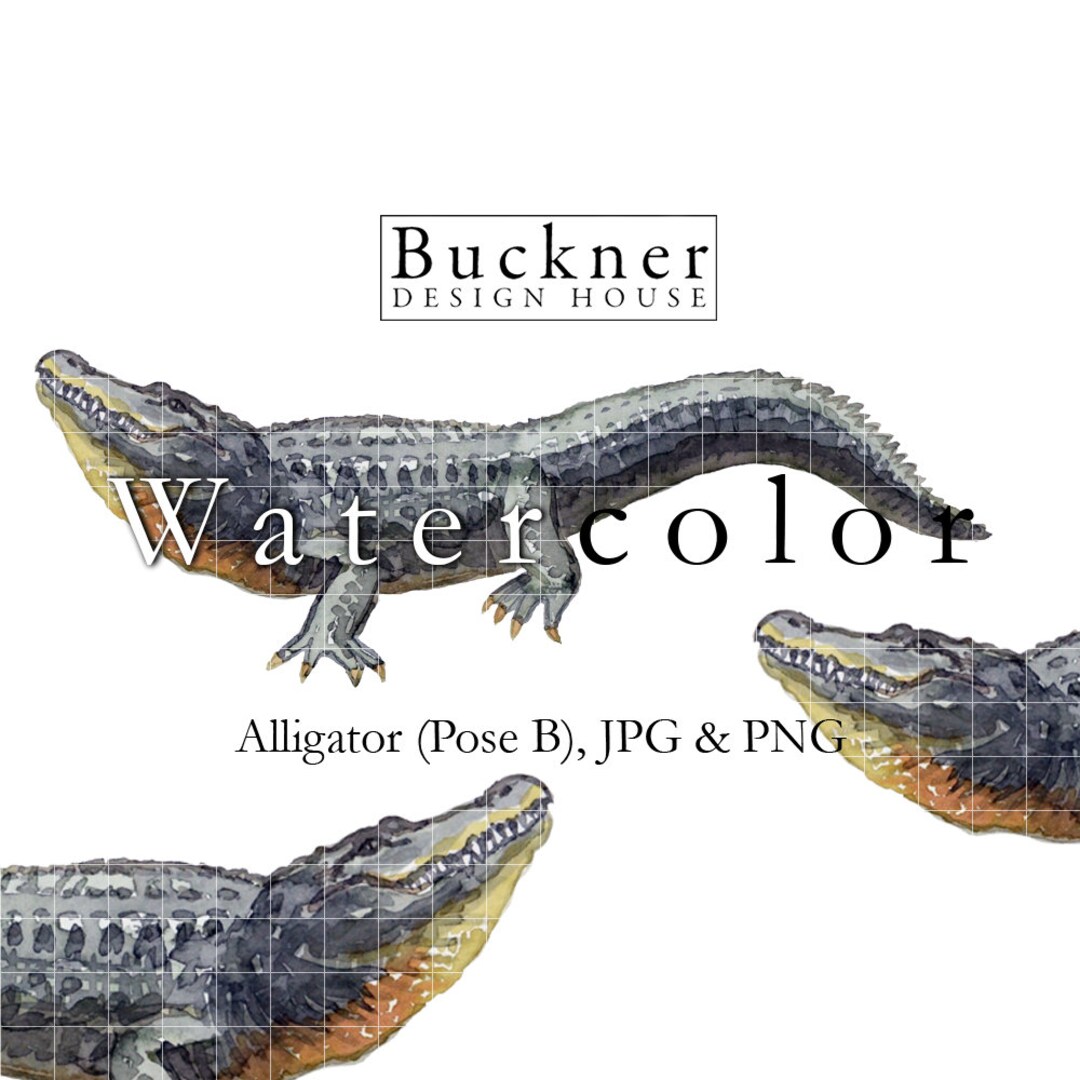 WATERCOLOR Realistic Alligator Clip Art - Gator - Bellowing - Hand ...