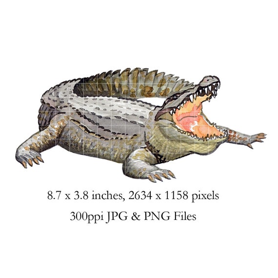 Clip Art Alligator
