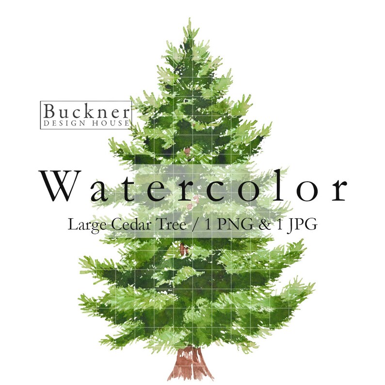 WATERCOLOR Large Cedar Tree Clip Art Hand Painted Instant | Etsy
