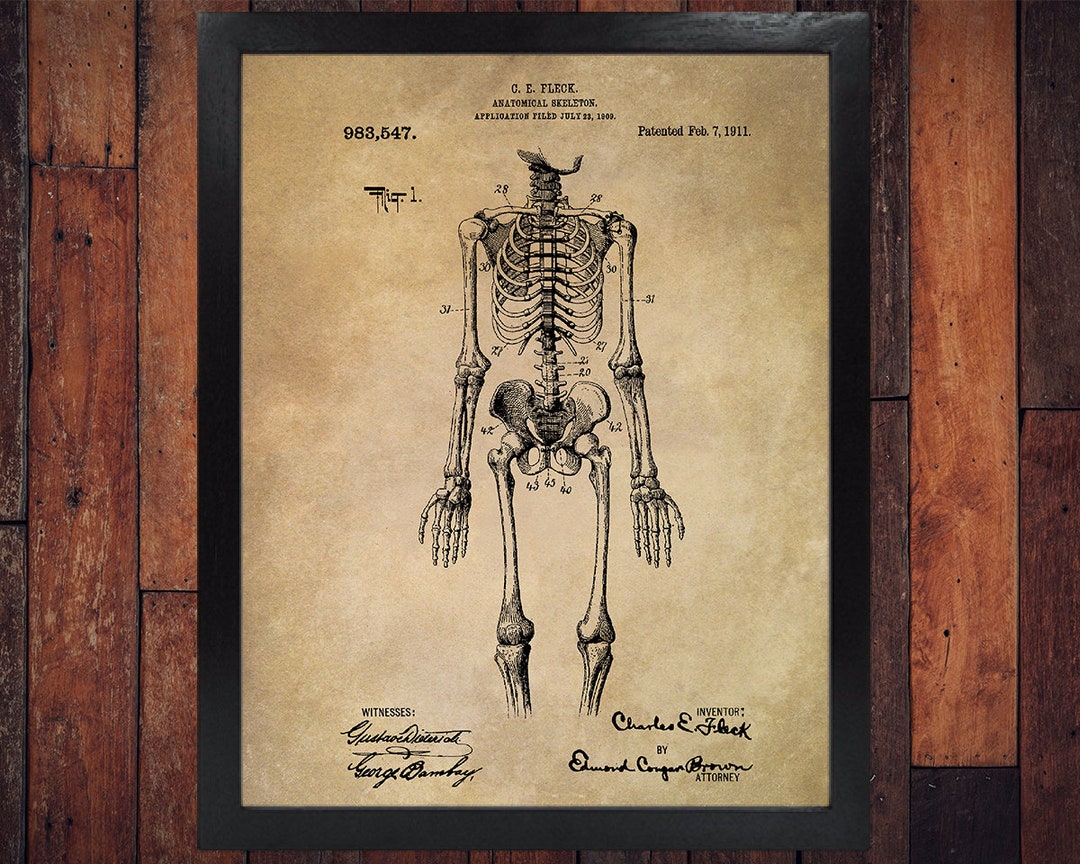 Human Anatomical Skeleton Patent Print / Medical Skeleton - Etsy