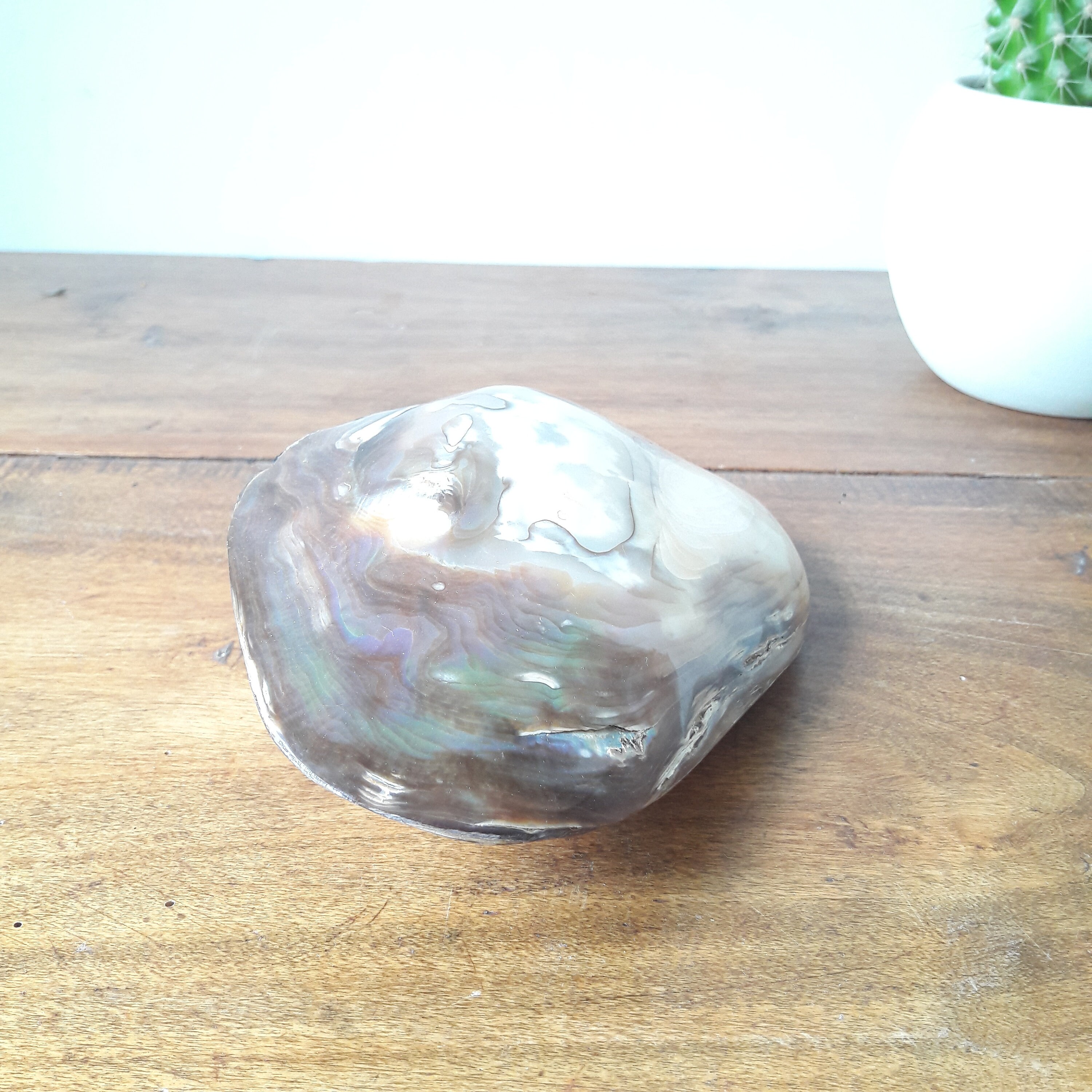 Vintage Mother-of-pearl Shell/whole Shell/natural Mother-of-pearl/real ...