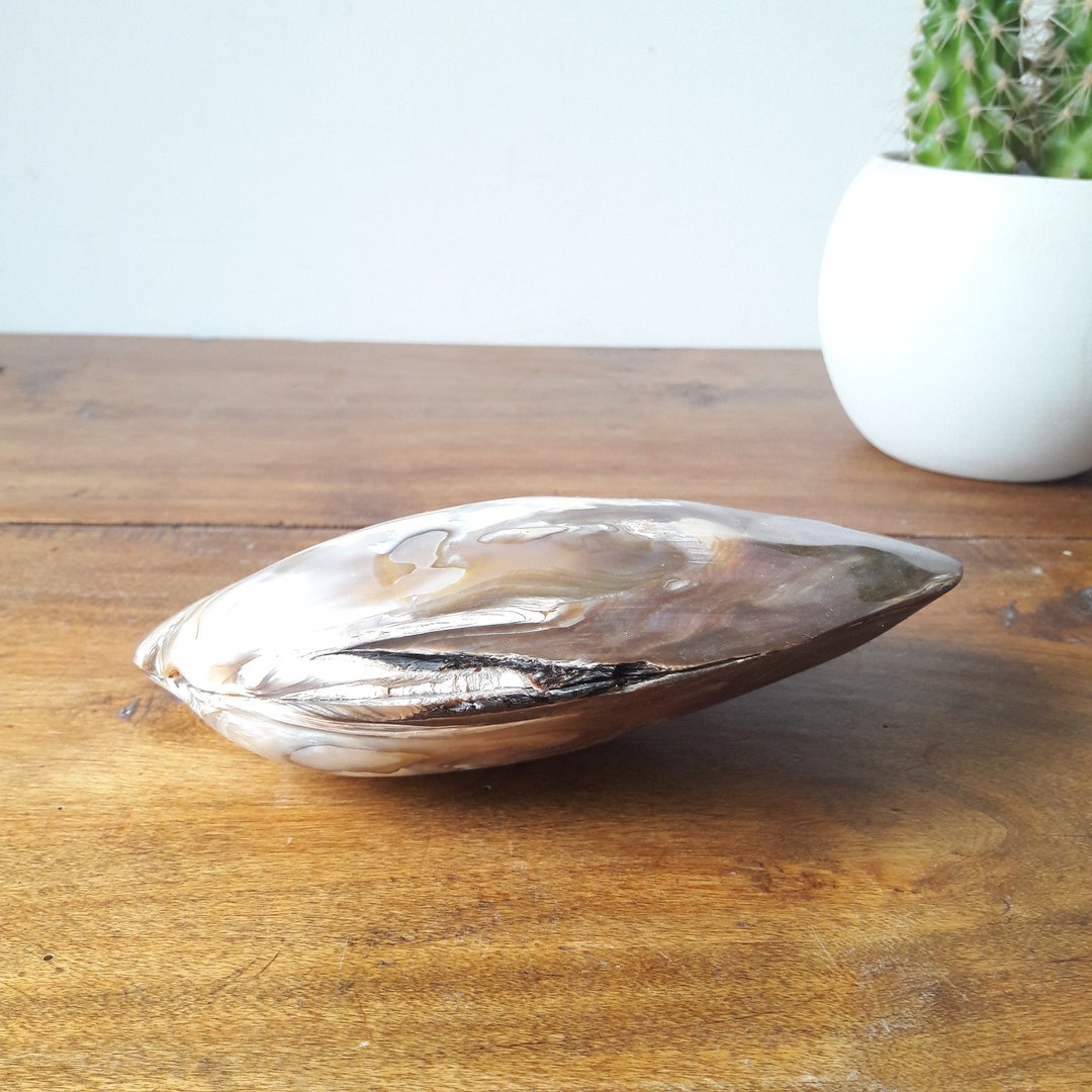 Vintage Mother-of-pearl Shell/whole Shell/natural Mother-of-pearl/real ...