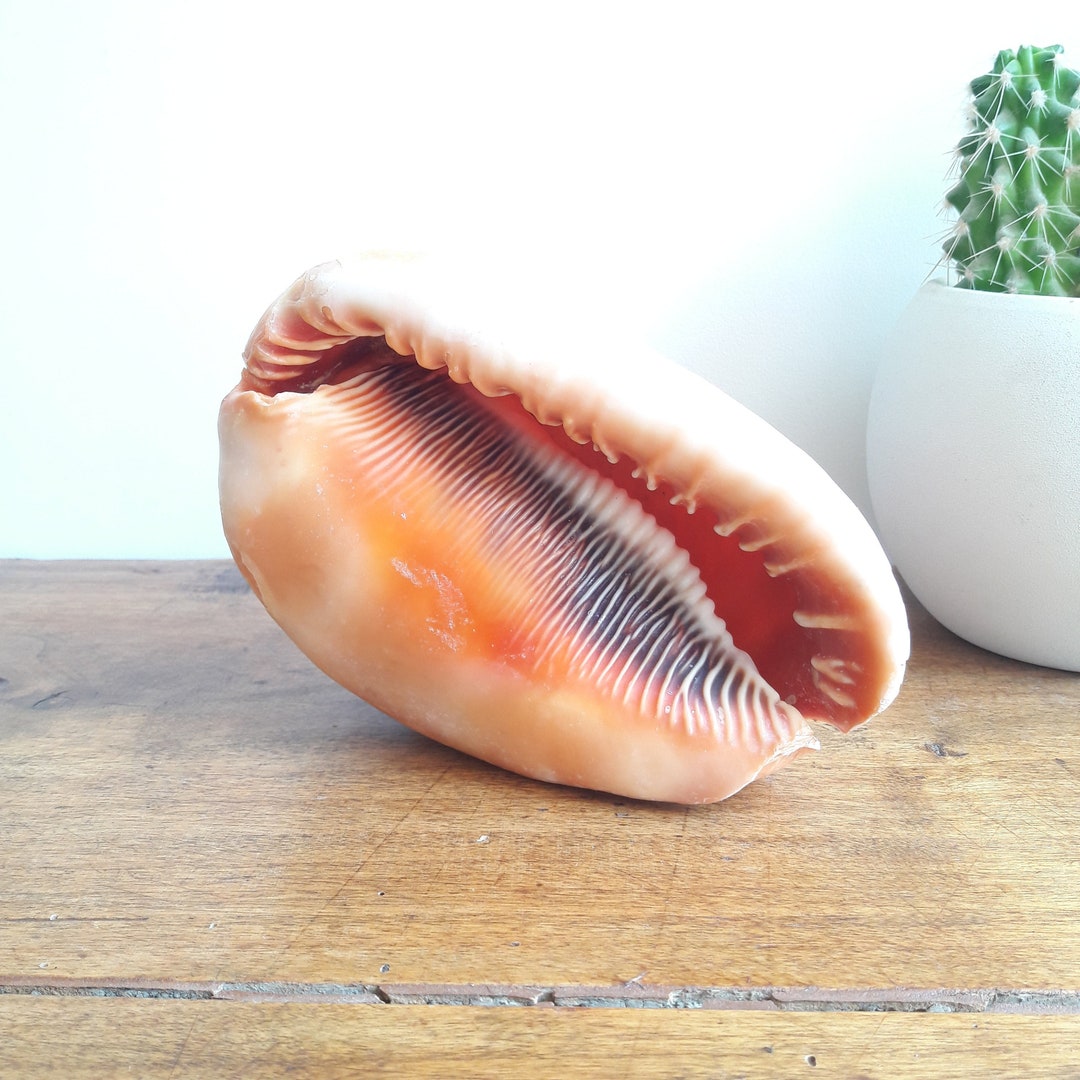 Vintage Shell/red Helmet/taurus Mouth Helmet/real Shell/marine ...