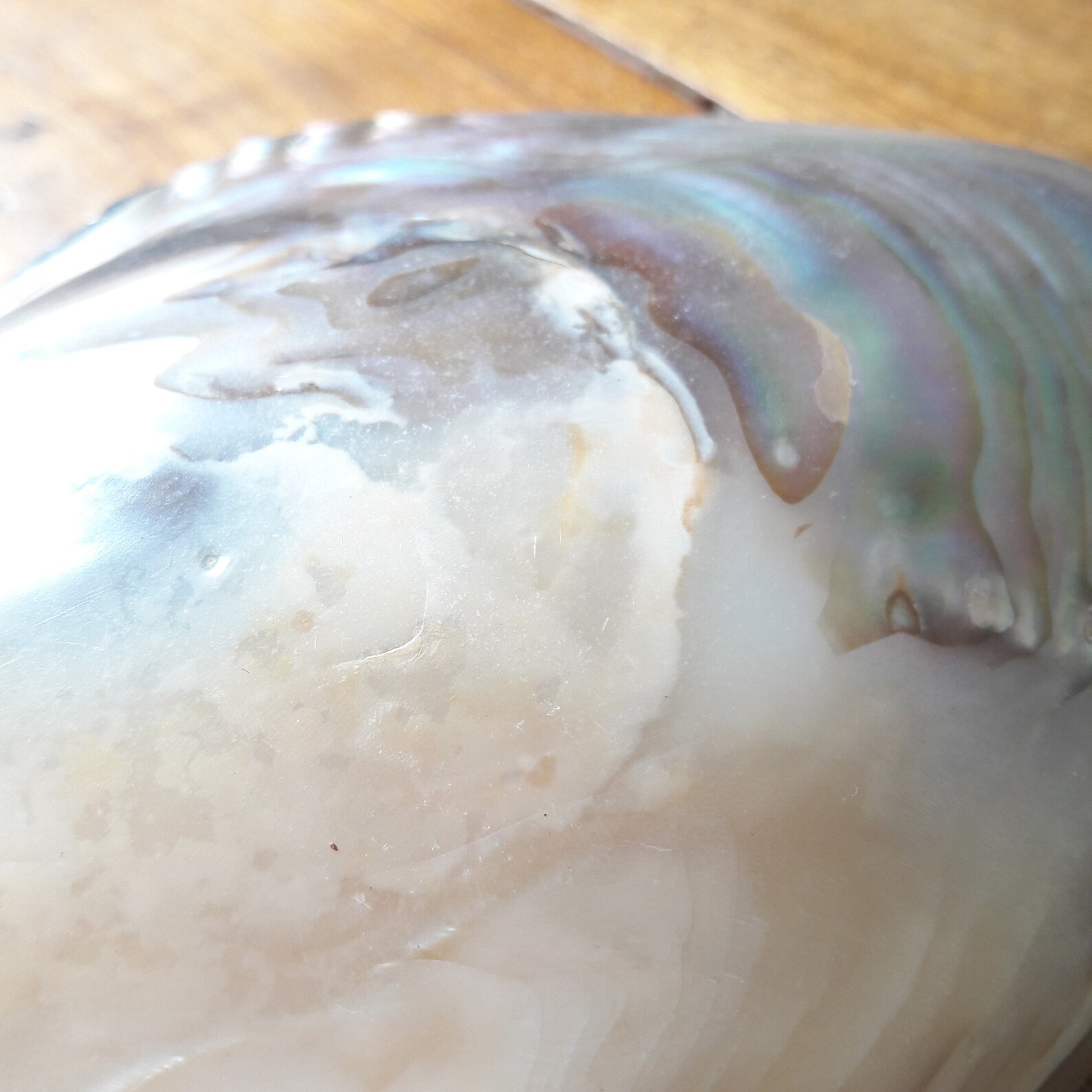 Vintage Mother-of-pearl Shell/whole Shell/natural Mother-of-pearl/real ...