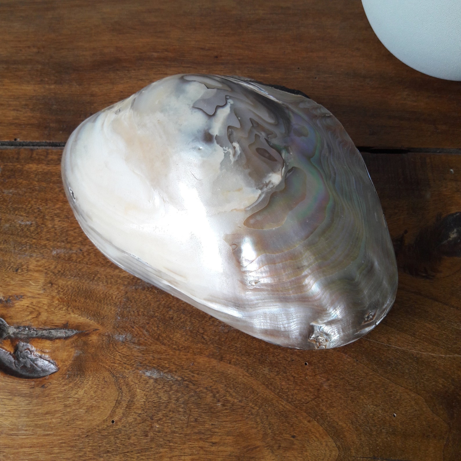 Vintage Mother-of-pearl Shell/whole Shell/natural Mother-of-pearl/real ...