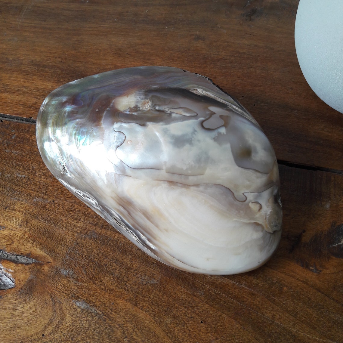 Vintage Mother-of-pearl Shell/whole Shell/natural Mother-of-pearl/real ...