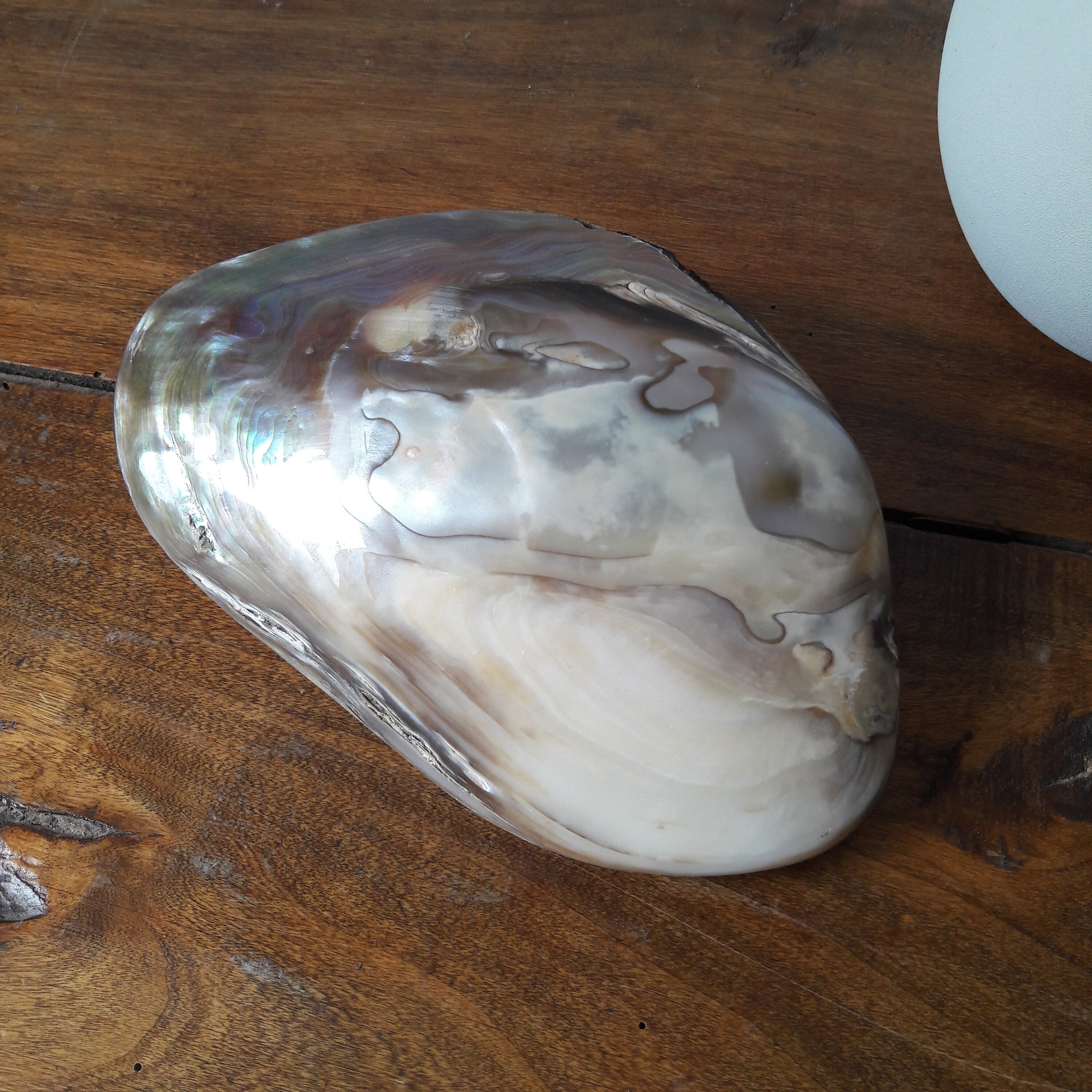 Vintage Mother-of-pearl Shell/whole Shell/natural Mother-of-pearl/real ...