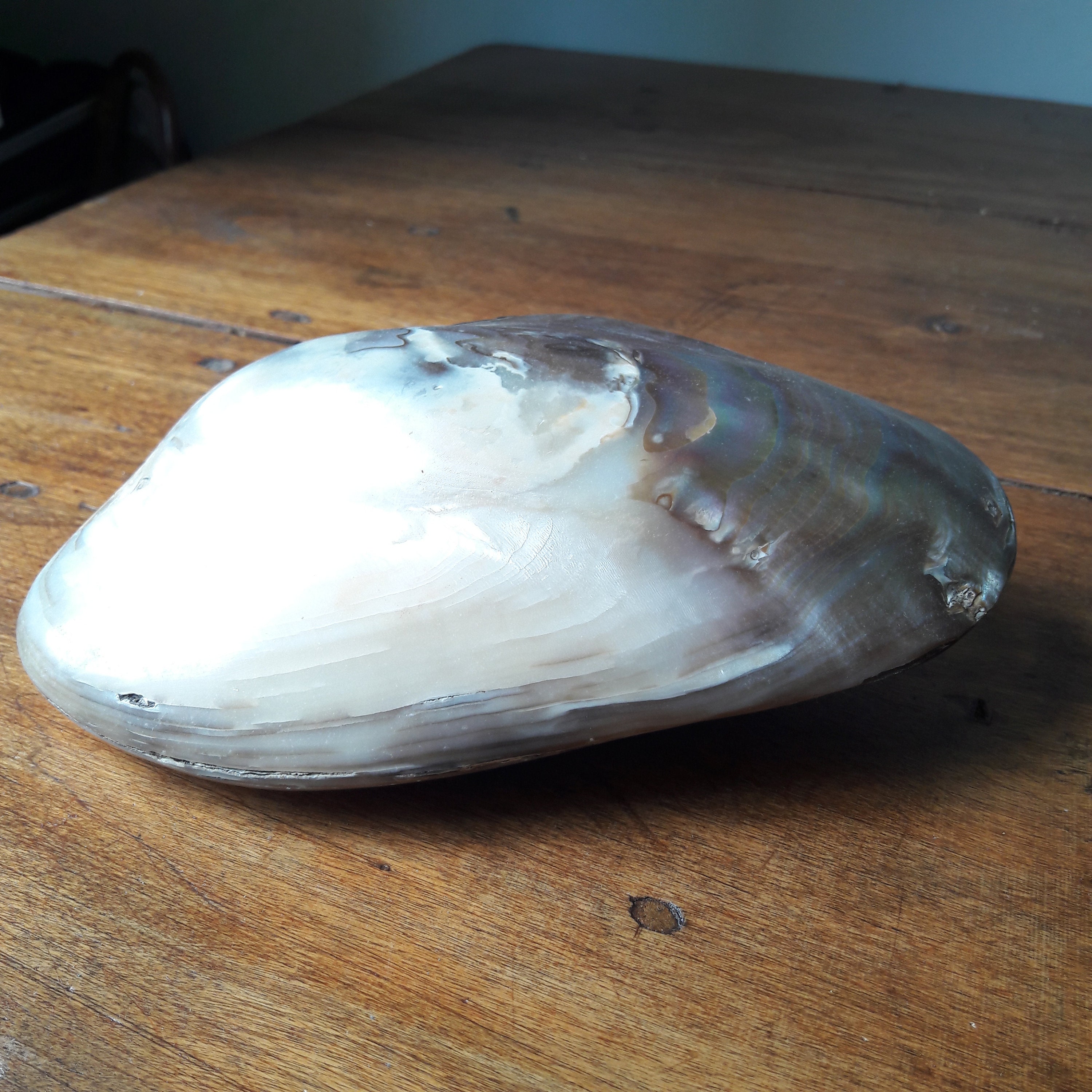Vintage Mother-of-pearl Shell/whole Shell/natural Mother-of-pearl/real ...