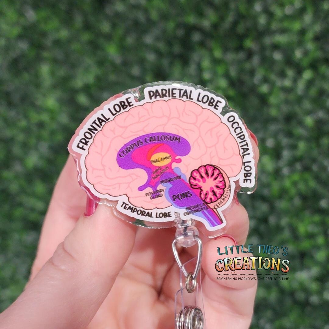 Labeled Brain Badge Reel: Anatomy ID Clip for Nurses & Psychologists - Etsy