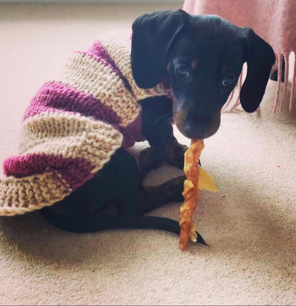 Made to Order Miniature Dachshund Dog Jumper for Mini Daxi - Etsy UK