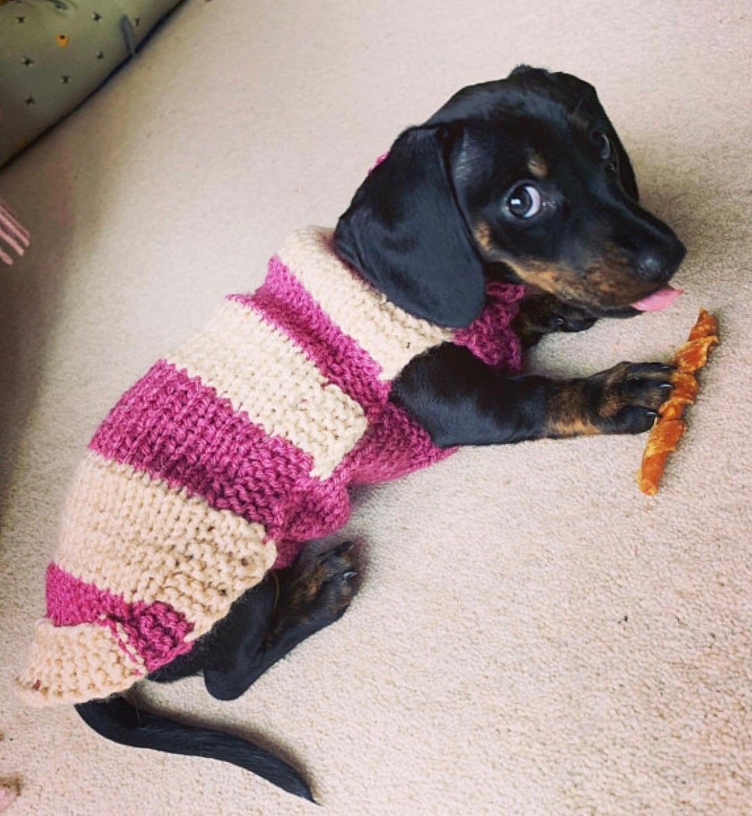 Made to Order Miniature Dachshund Dog Jumper for Mini Daxi Mini Doxi ...