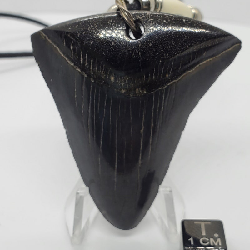 Megalodon Shark Tooth Necklaces - Etsy