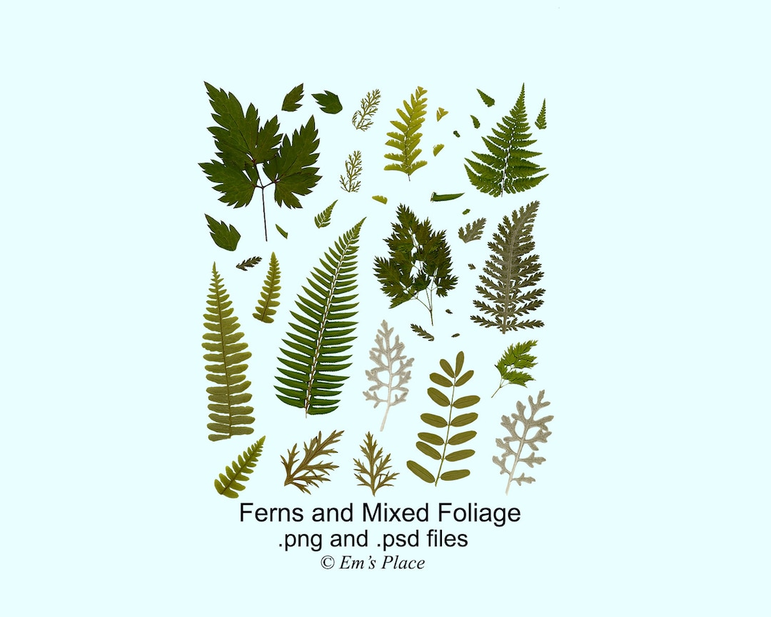 PNG, PSD, Digital Pressed Leaves, Pressed Ferns, Printable Pressed ...