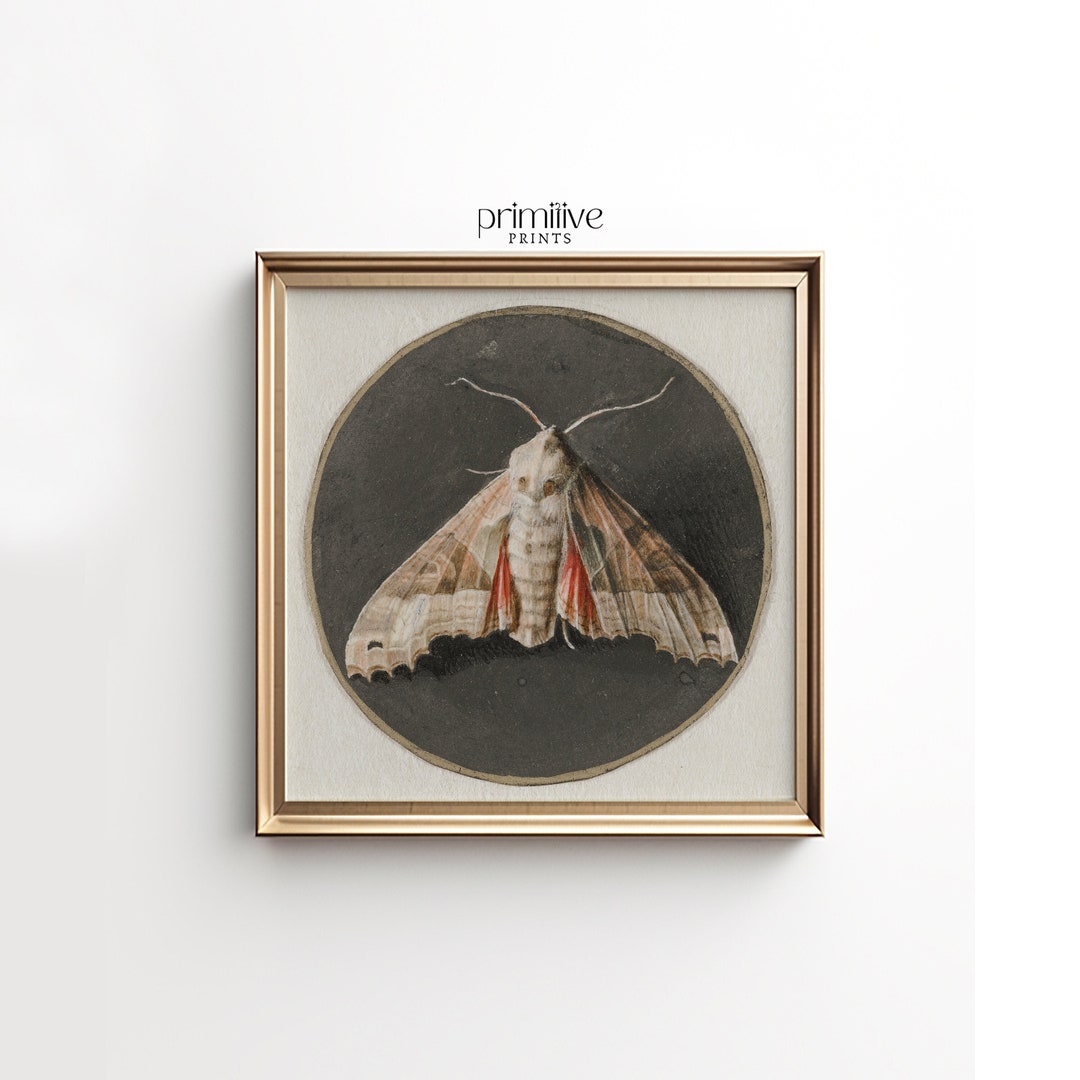 Moth Print | Vintage PRINTABLE Art | Moody Moth Artwork | Muted Tone ...