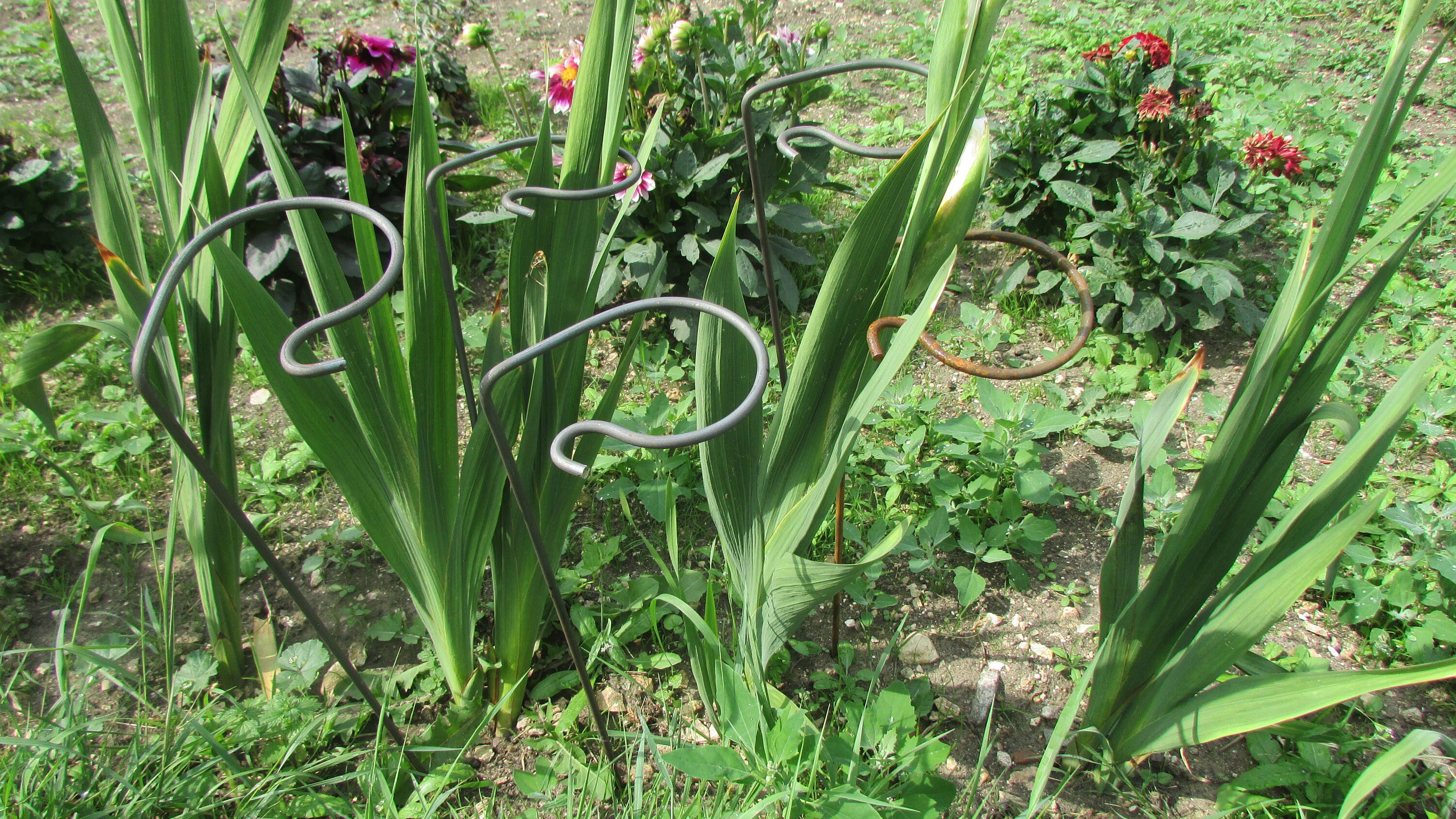 10 Plant Support Single Plant Flower Stem Gardening Supports - Etsy