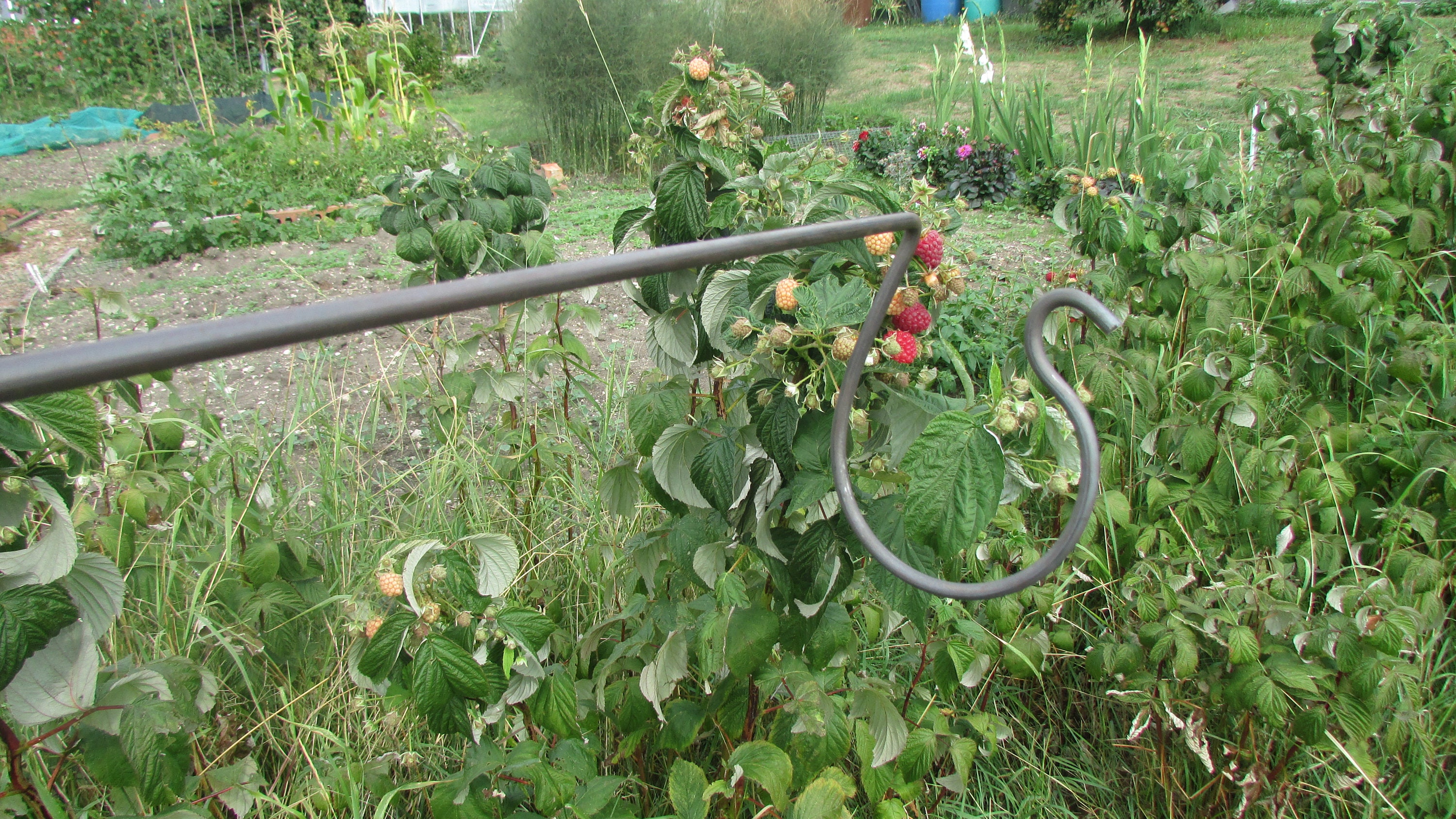 10 Plant Support Single Plant Flower Stem Gardening Supports - Etsy