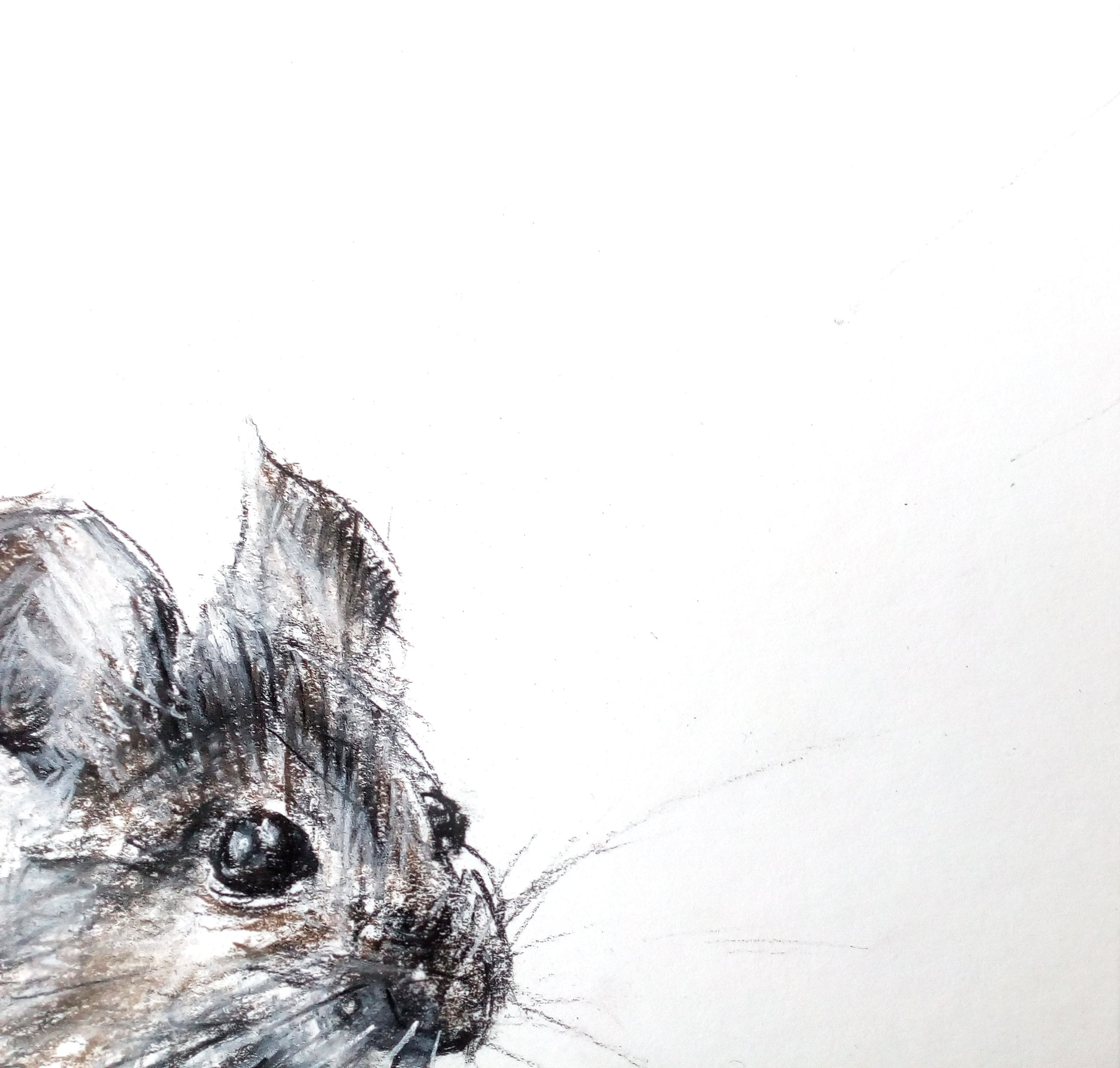 Original Drawing Mouse Drawing Original Sketch of Mouse - Etsy