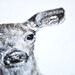 Original Sketch of Doe, Charcoal Drawing, Doe Portrait, Wildlife Art ...