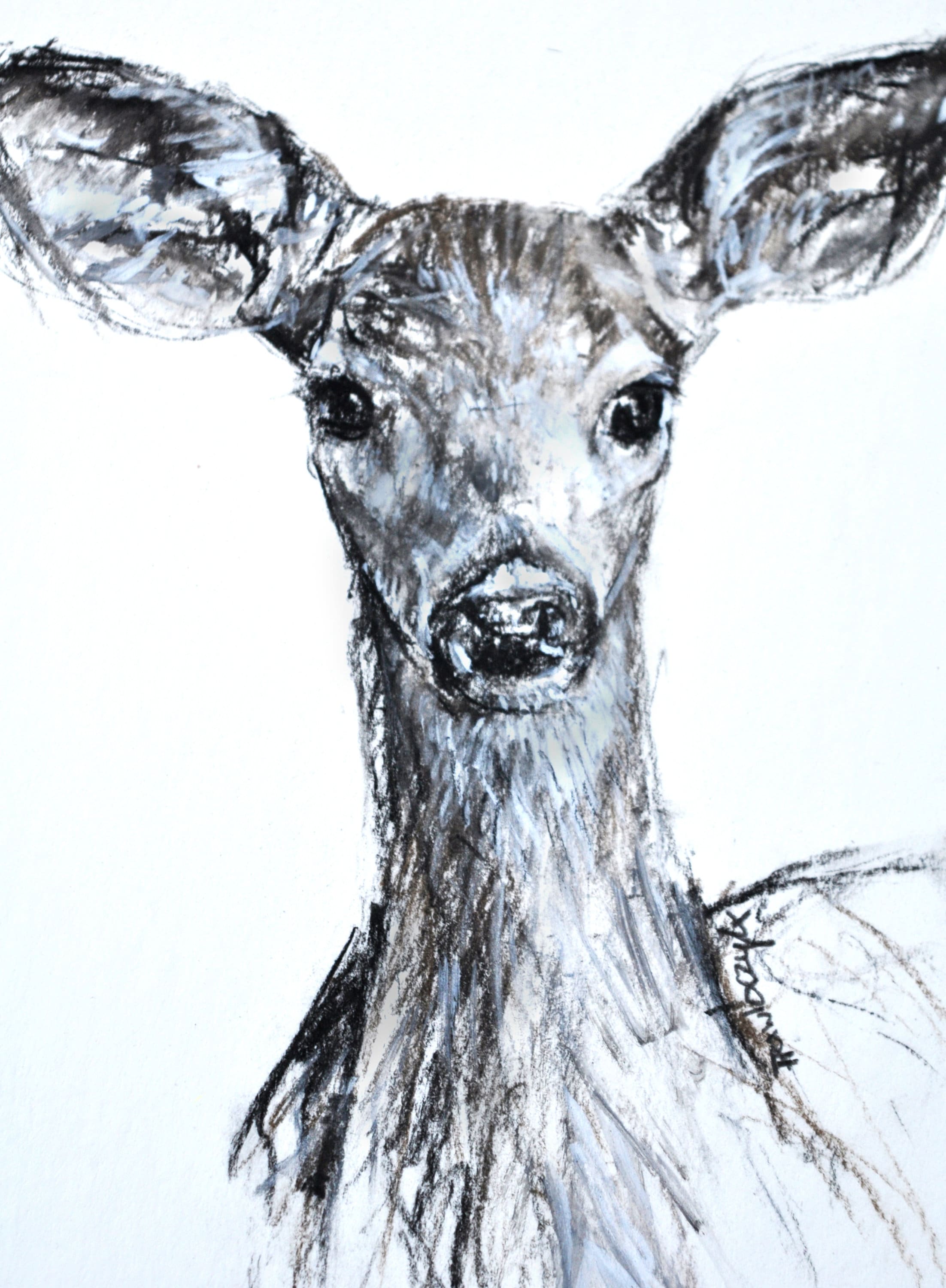 Original Sketch of Doe Charcoal Drawing Doe Portrait - Etsy