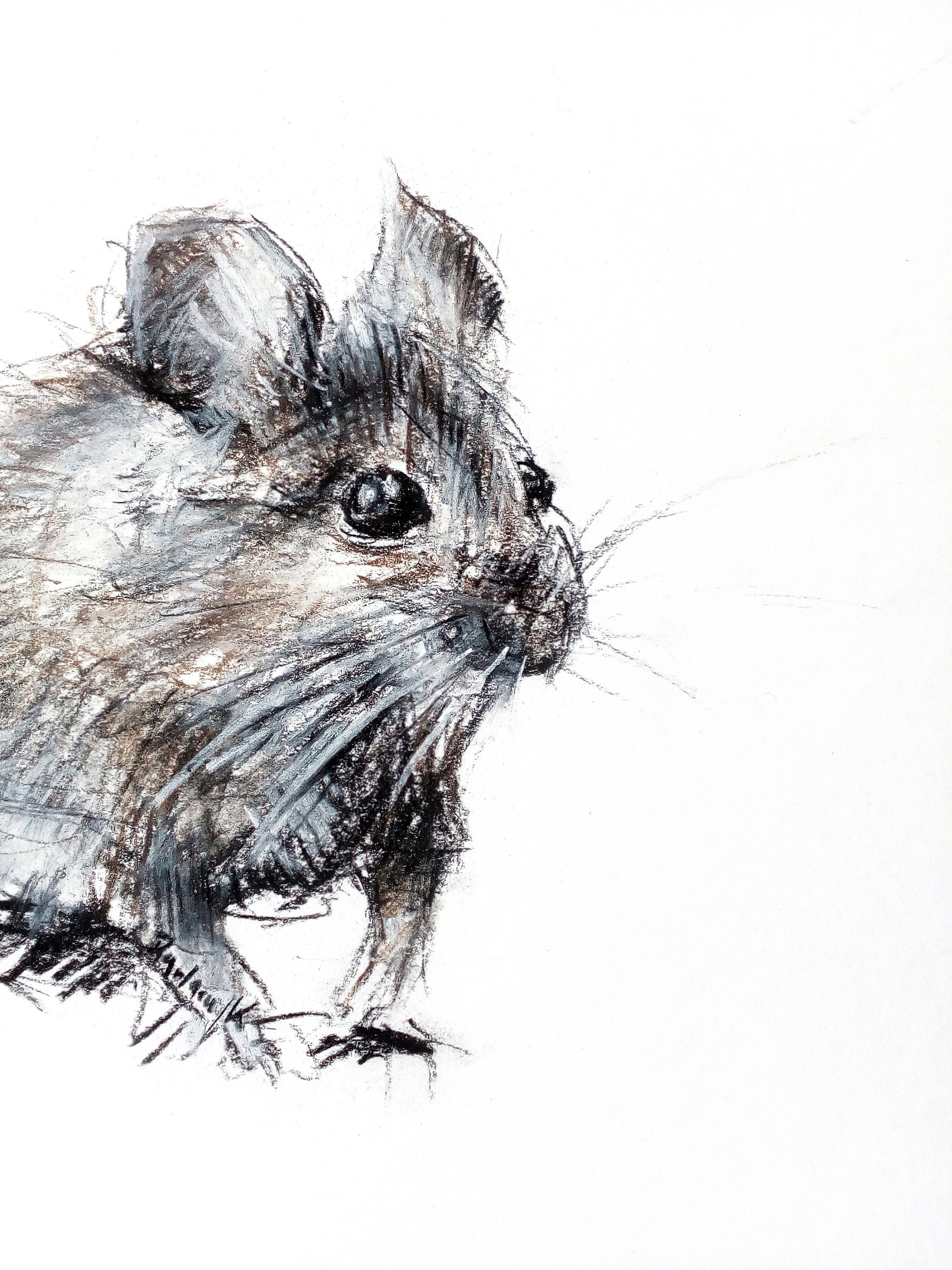 Original Drawing Mouse Drawing Original Sketch of Mouse - Etsy